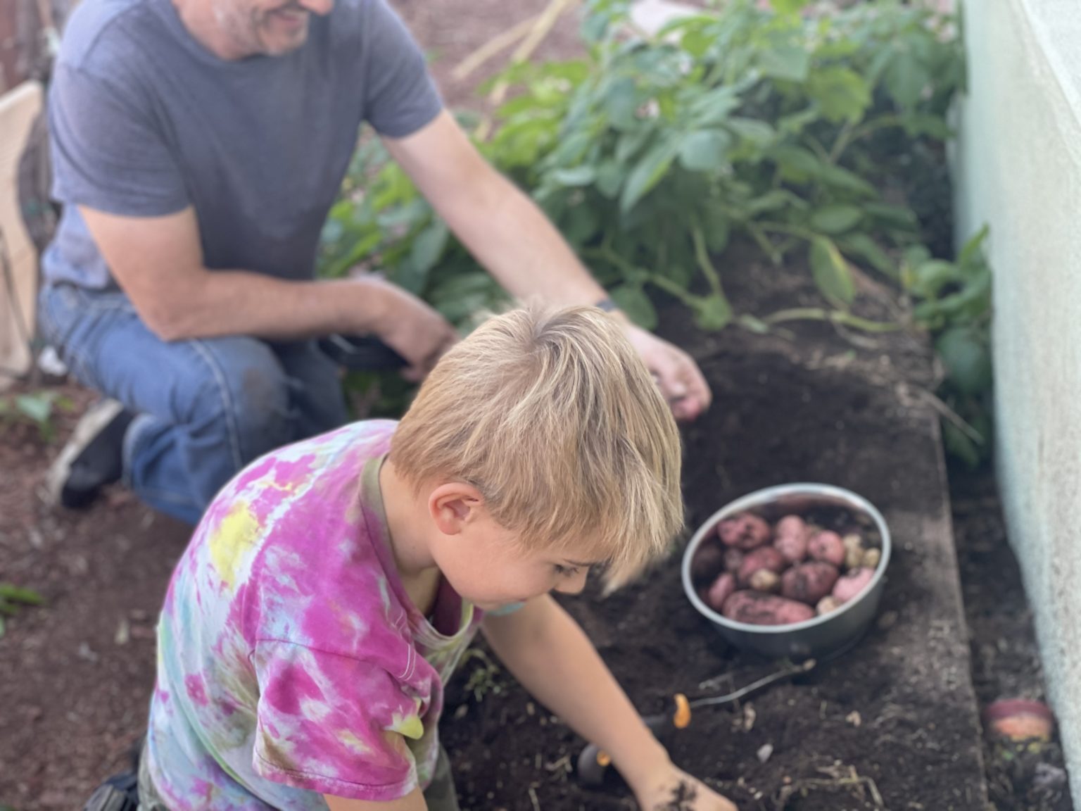 Growing Potatoes in Small Spaces - The Zero Waste Family®