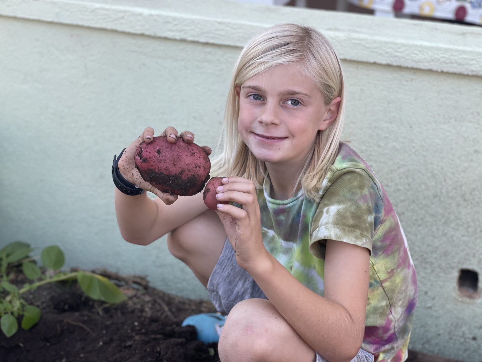 Growing Potatoes in Small Spaces - The Zero Waste Family®
