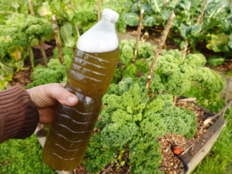 DIY Stinging Nettle Fertilizer - The Zero Waste Family®